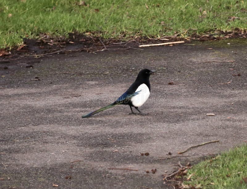 Magpie Walking Along a Path Stock Photo - Image of wildlife, bird ...