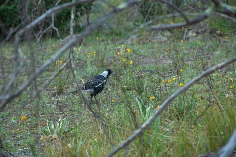 A Magpie Walking through the Grass Stock Photo - Image of nature ...