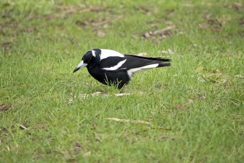 The Magpie is a White and Black Bird Stock Image - Image of wing, avian ...
