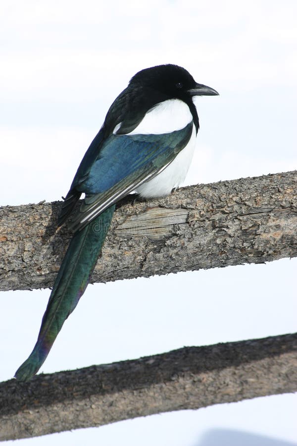 Magpie in winter stock image. Image of large, feather - 1769777