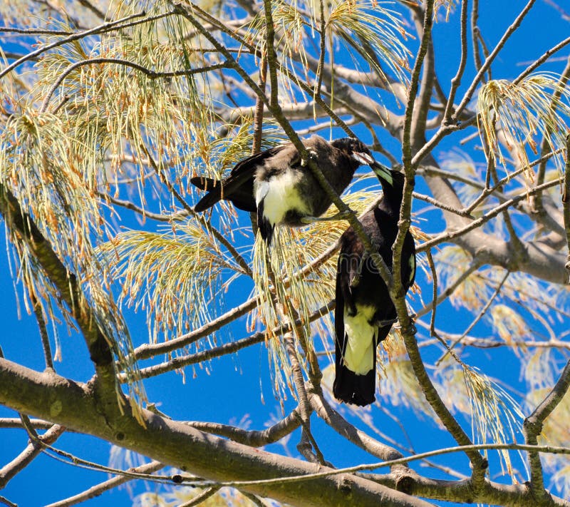 Magpies Cavorting stock image. Image of tendrils, branches - 62911647
