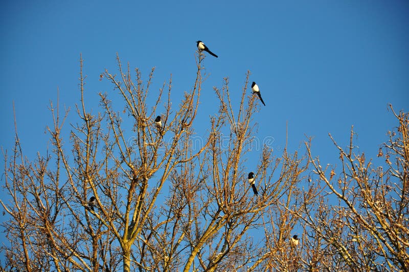 Magpies on a tree stock photo. Image of animal, jackdaw - 12368896