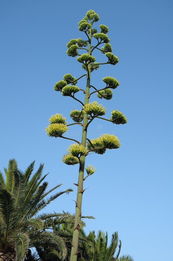 Maguey stock photo. Image of stem, coast, pitera, leaves - 20311156