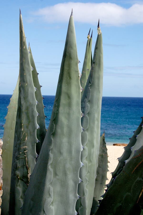 Maguey stock image. Image of paradise, mexico, play, ocean - 2712879