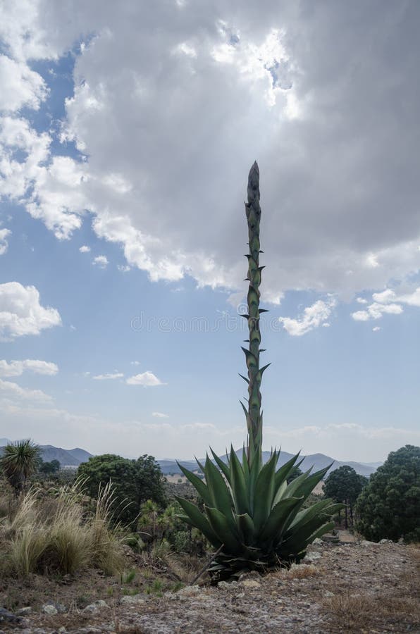 Maguey stock image. Image of blue, green, floral, vertical - 50677069