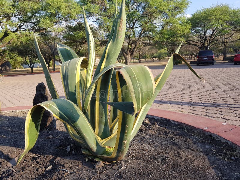 Plantas Tradicionales Del Mexicano Del Nativr Del Maguey Verde Imagen ...