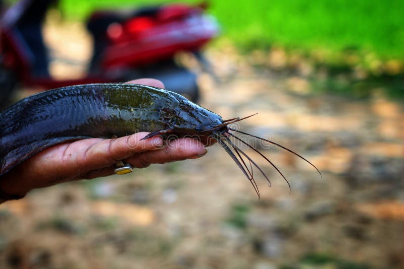 Clarias Magur Stock Photos - Free & Royalty-Free Stock Photos from ...