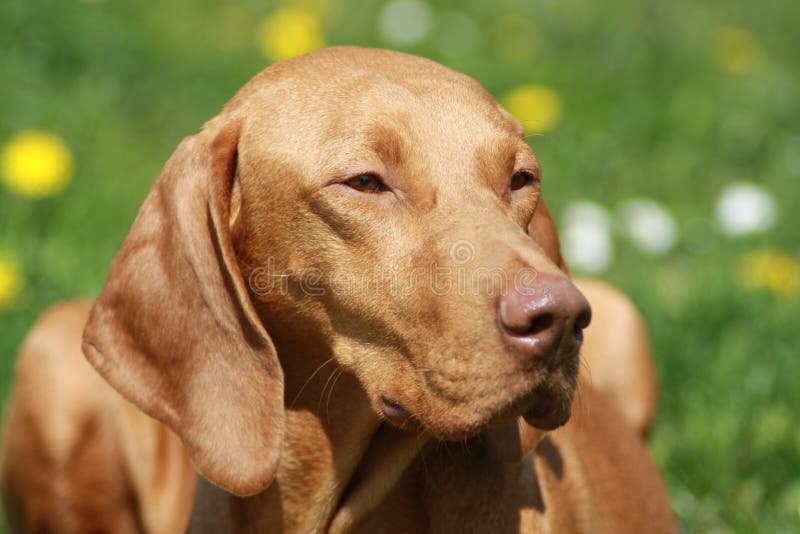 Magyar Vizsla stock photo. Image of jagdhund, magyar - 16286872