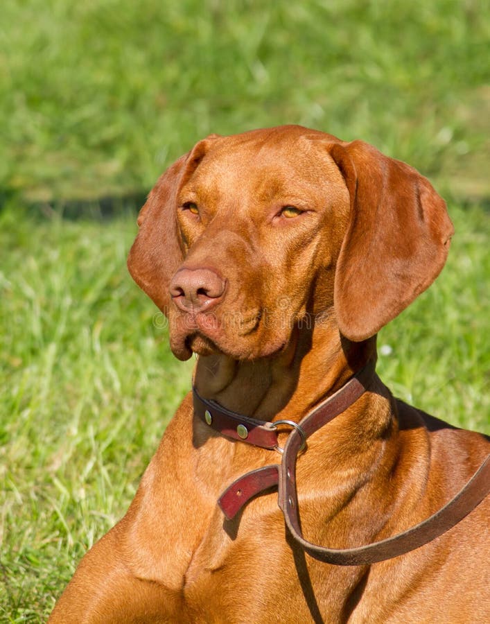 Female Hungarian Vizsla Portrait Stock Photo - Image of friend ...