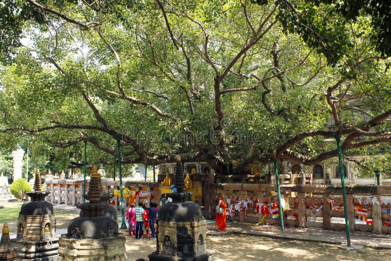 The Mahabodhi Tree in Bodhgaya. India Editorial Photography - Image of ...
