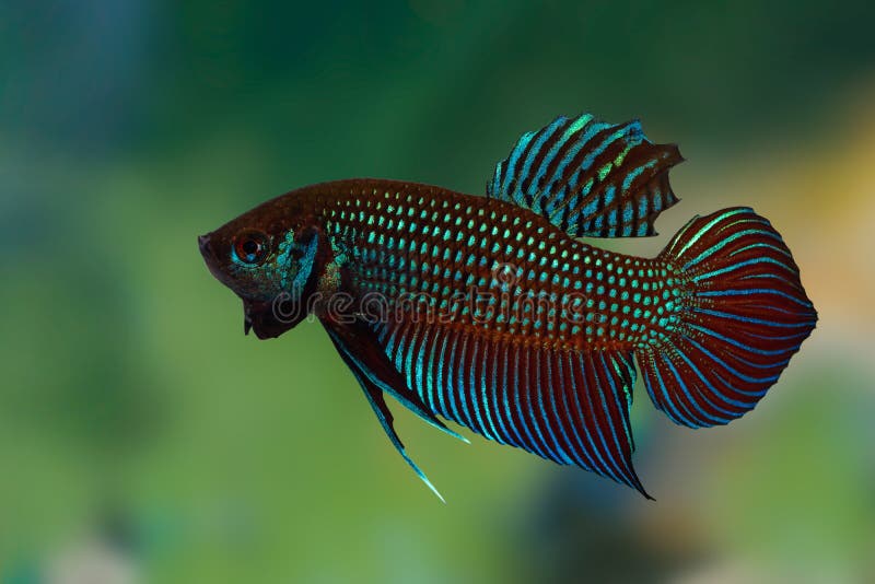 Mahachai-betta Oder Betta-mahachaiensis Stockfoto - Bild von bunt ...