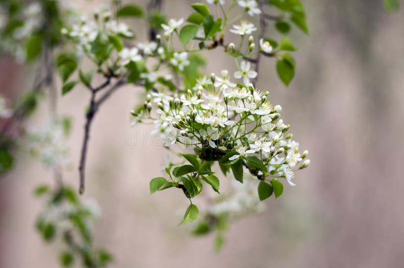 Mahaleb Cherry Tree Flowering, Deciduous Tree with Group of Small White ...