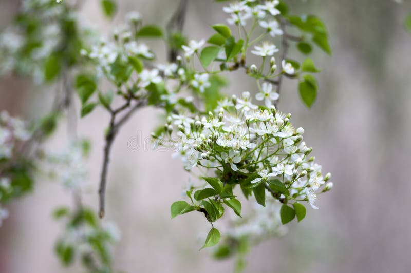 Mahaleb Cherry Tree Flowering, Deciduous Tree with Group of Small White ...