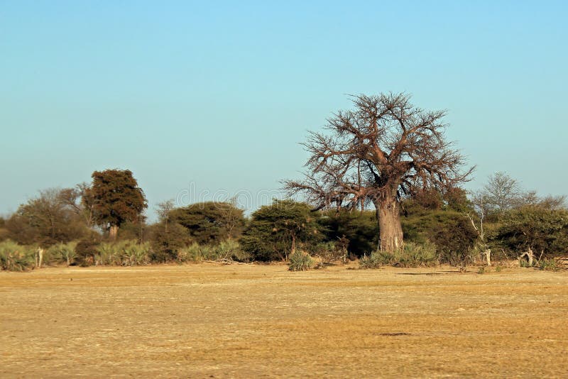 Mahangu Stock Photos - Free & Royalty-Free Stock Photos from Dreamstime