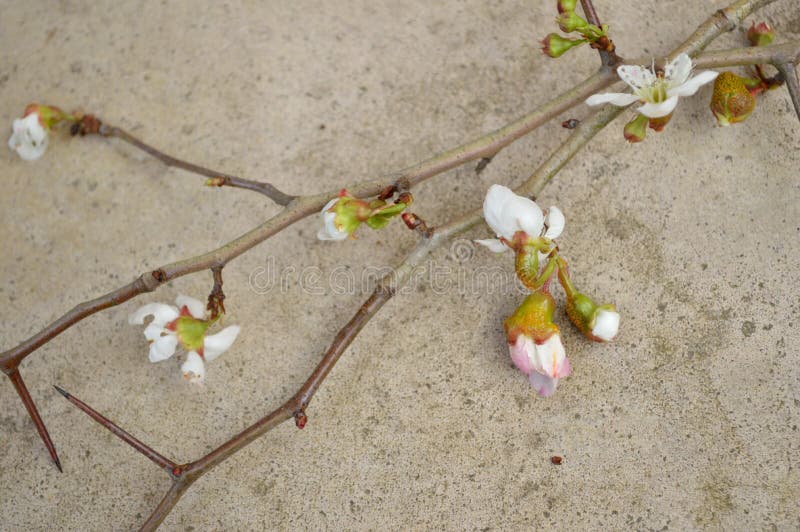 Mahaw (Eastern May Hawthorn) Tree Branches Budding Stock Image - Image ...