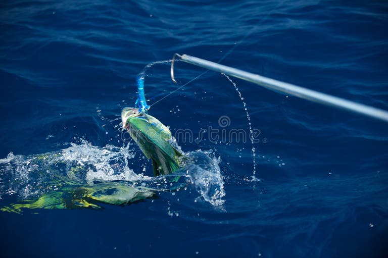 Gaffed Offshore Fishing Stock Photos - Free & Royalty-Free Stock Photos ...