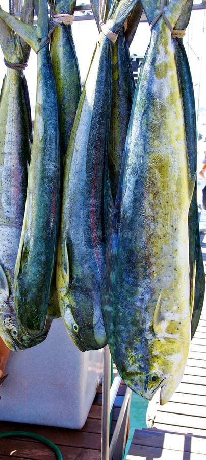 Mahi Mahi stock image. Image of maui, mahi, food, fresh - 37168645