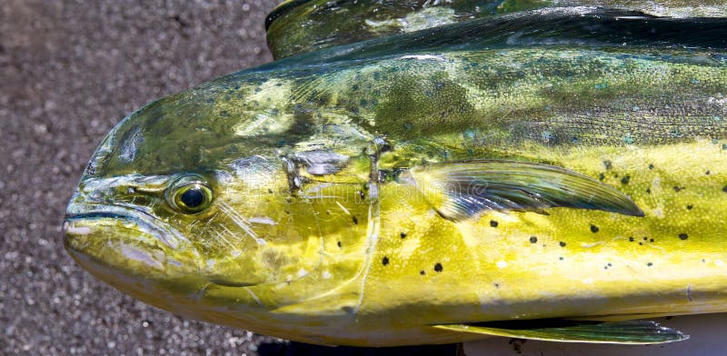 Fish eye of mahi-mahi stock photo. Image of head, catch - 29013142