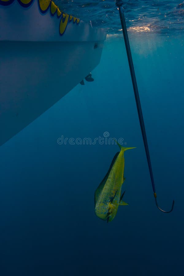 Bull Dorado Underwater