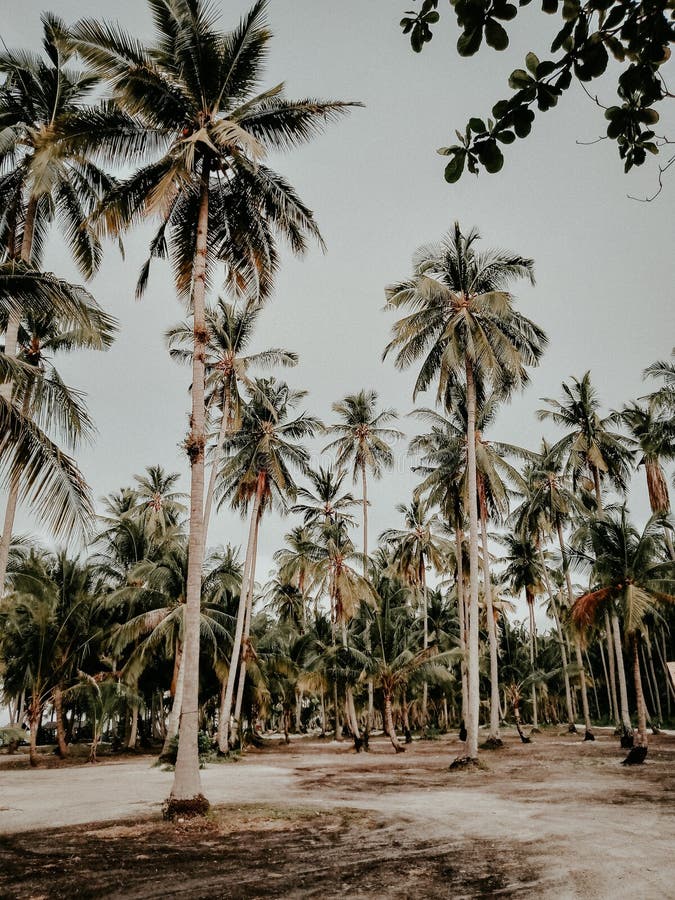 Mahitam Island Palm Trees Stock Photos - Free & Royalty-Free Stock ...
