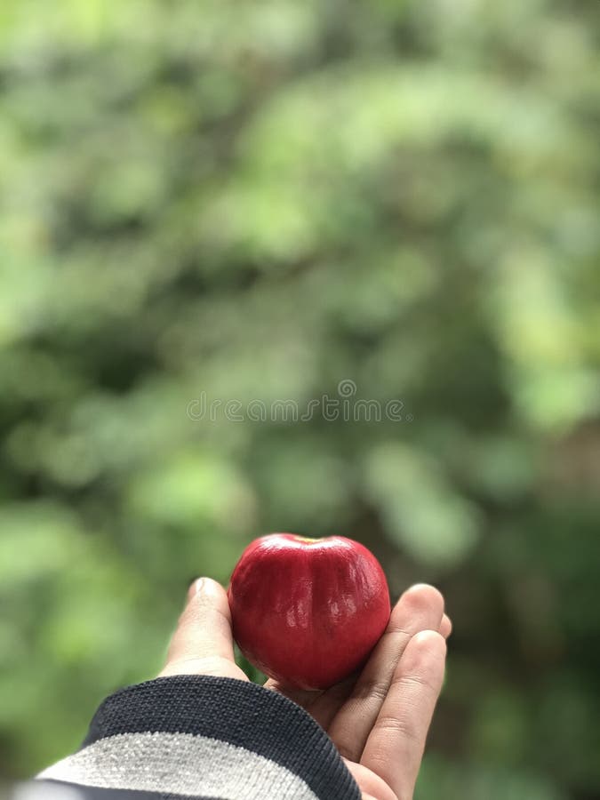 Mahkota dewa stock photo. Image of mahkota, colour, dewa - 219068194