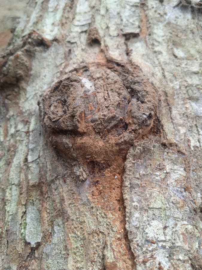 Mahogany Bark As Plantation Waste that Has Not Been Utilized Stock ...