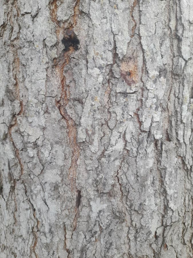 Mahogany Bark Texture Suitable for Graphic Design Backgrounds Stock ...