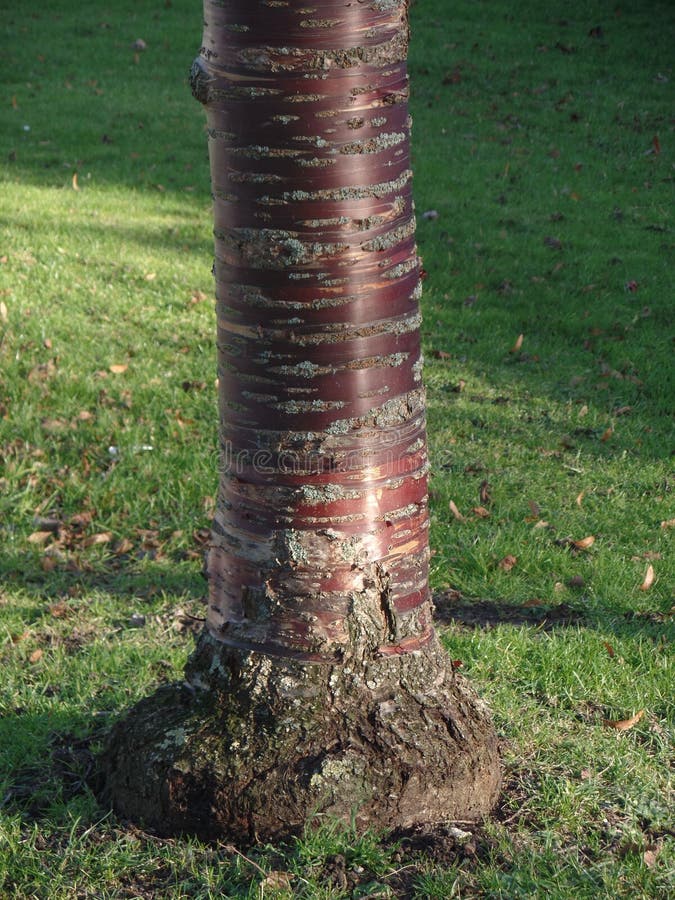 Mahogany Cherry Coloured Tree Trunk Stock Photo - Image of natural ...