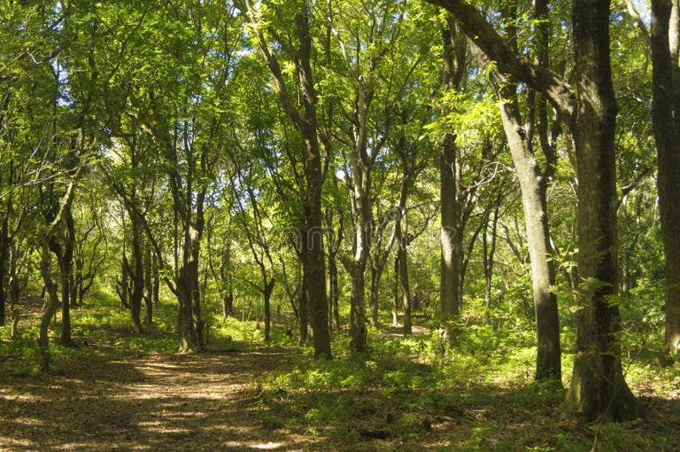 Mahogany Forest stock image. Image of pasifika, fiji, sigatoka - 6024951