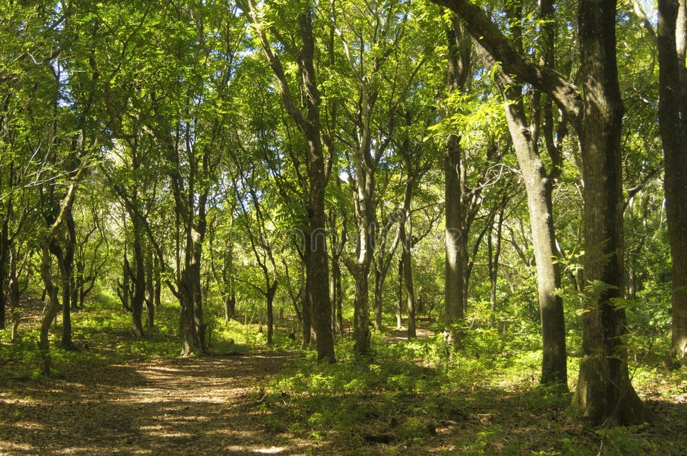 Mahogany Forest stock image. Image of pasifika, fiji, sigatoka - 6024951