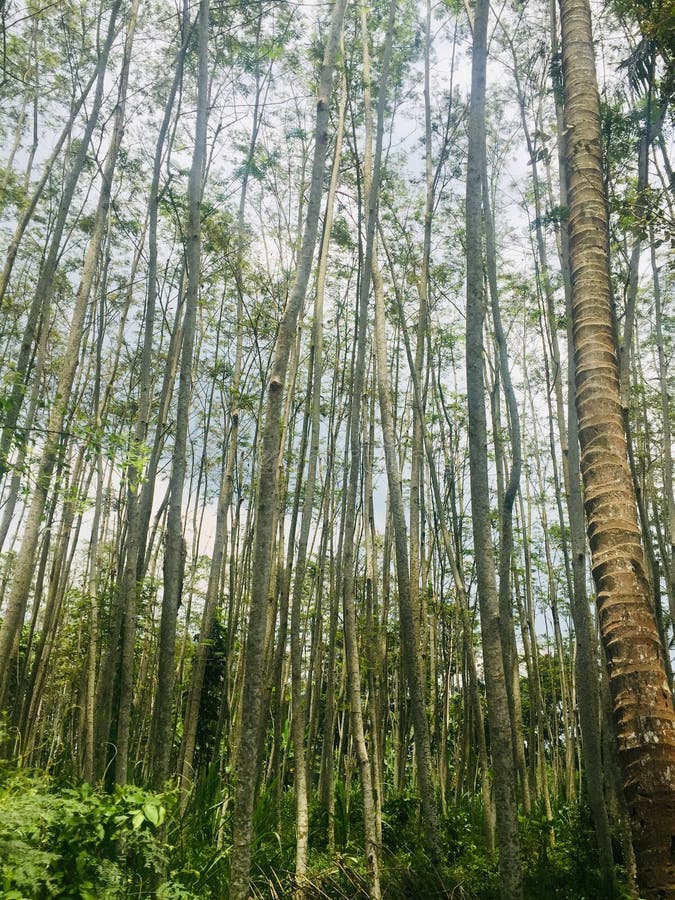 Mahogany Forest stock image. Image of pasifika, fiji, sigatoka - 6024951