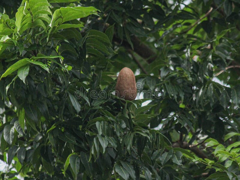 Mahogany Fruit Amidst Dense Foliage Stock Photo - Image of fruit ...