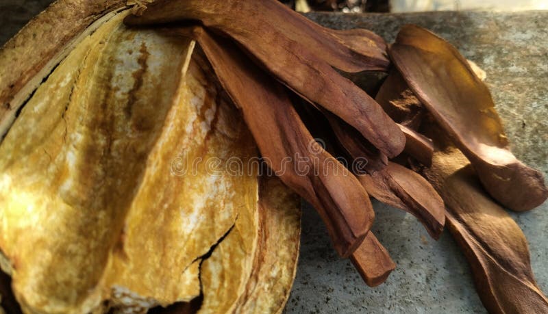 Mahogany Fruit Closeup with Seeds Natural Stock Photo - Image of ...