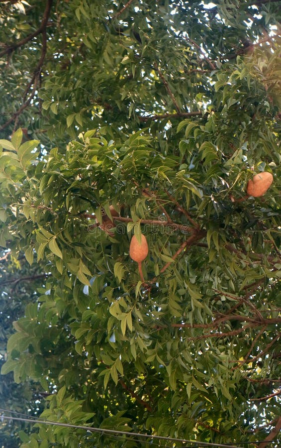 Mahogany fruit stock image. Image of asia, environment - 327743417