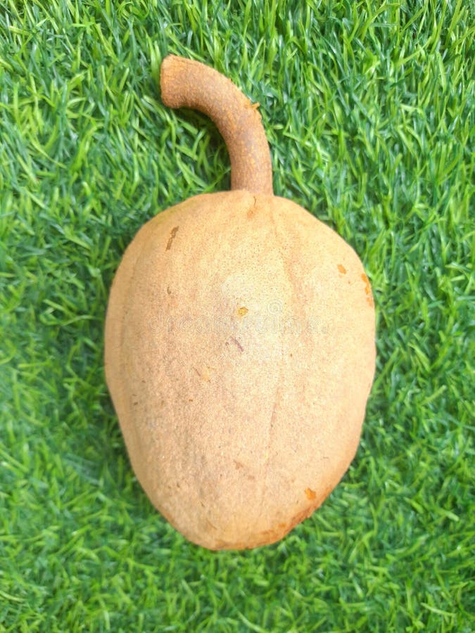 Mahogany Fruit Has a Very Hard Shell Stock Image - Image of crop, food ...