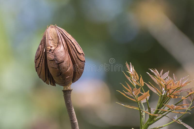 Mahogany pod stock image. Image of pods, forest, tropical - 40121025