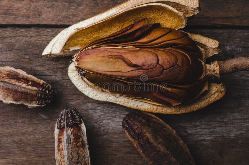 Seed Pod from a Mahogany Tree. Stock Photo - Image of tree, showing ...