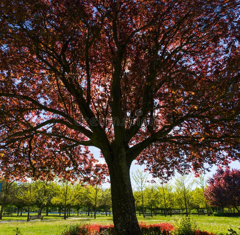 30+ Prunus red tree Free Stock Photos - StockFreeImages
