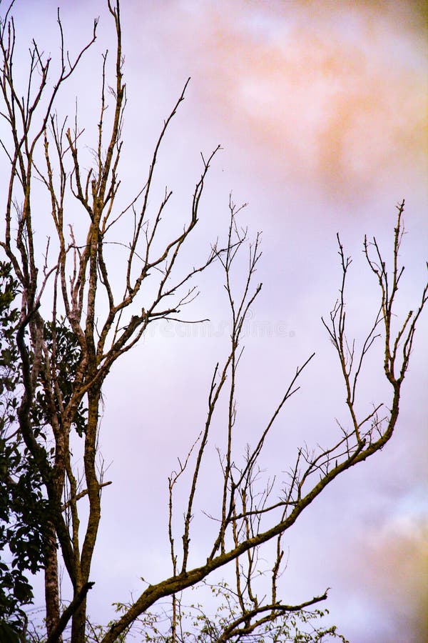 Mahogany Tree in Dry Season Stock Image - Image of tree, season: 260181727