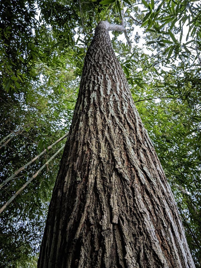 Mahogany Tree Fiber from the Indonesian Archipelago 3 Stock Photo ...