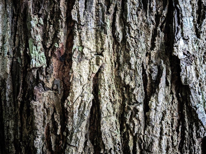 Mahogany Tree Fiber from the Indonesian Archipelago 4 Stock Photo ...