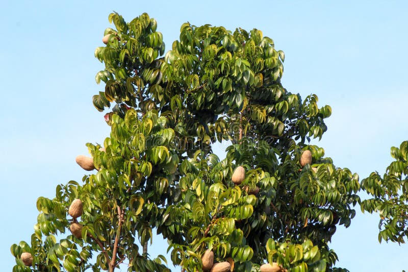 The Mahogany Tree Has Borne Fruit Stock Image - Image of jungle, autumn ...