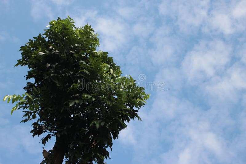 A Mahogany Tree that Has Matured and Has Many Leaves Stock Photo ...