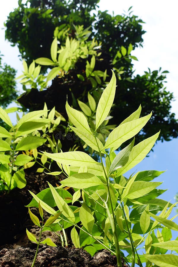 Mahogany tree leaf green stock photo. Image of indica - 94289990