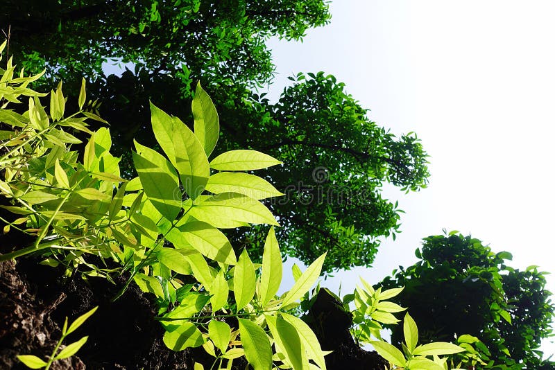 Mahogany tree leaf green stock photo. Image of indica - 94289990