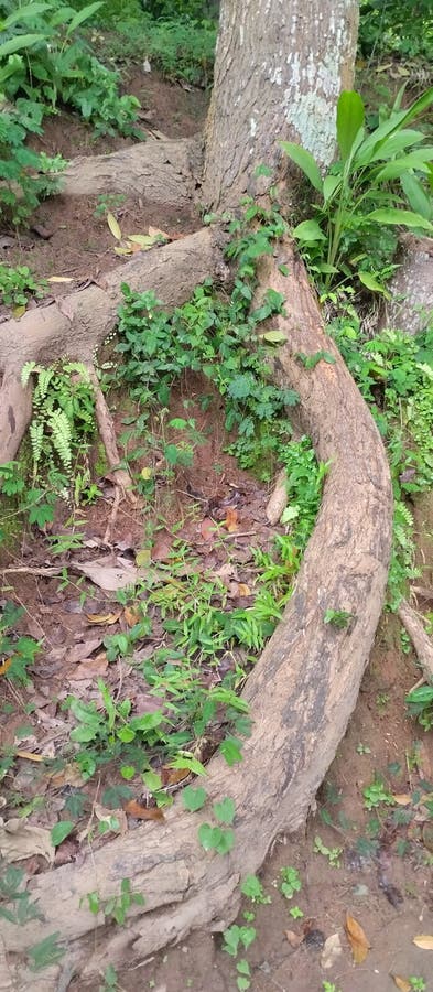 Mahogany tree roots stock photo. Image of nature, tree - 309526480