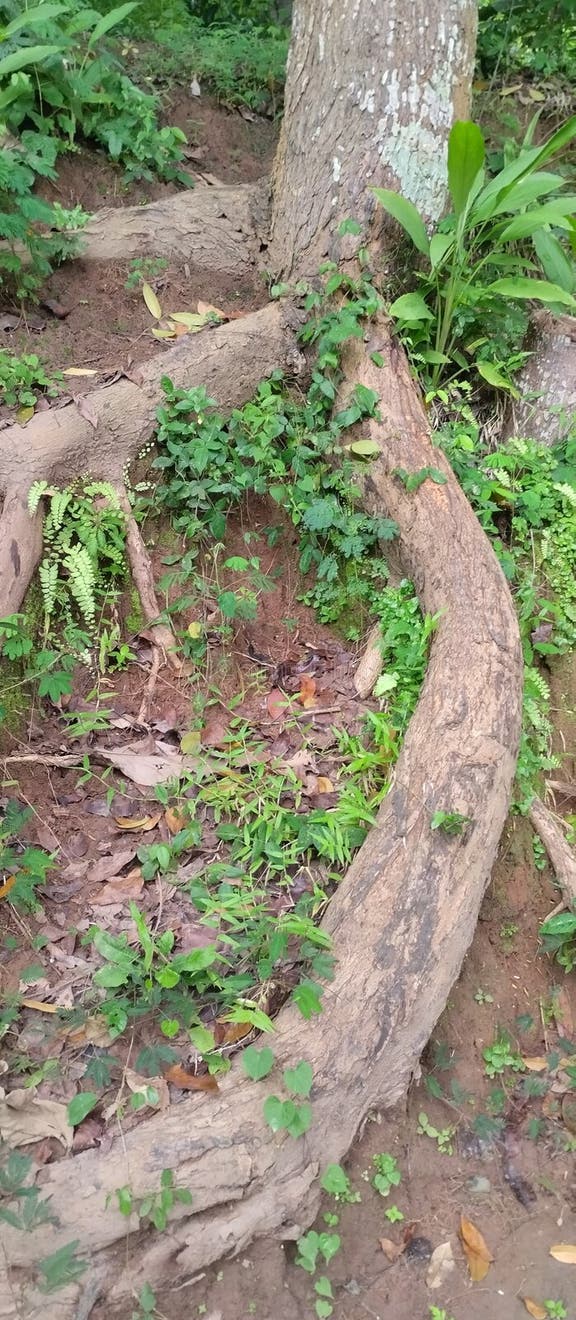 Mahogany tree roots stock photo. Image of nature, tree - 309526480