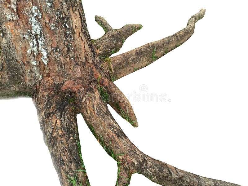 Jamaican Mahogany Tree Stock Photos - Free & Royalty-Free Stock Photos ...