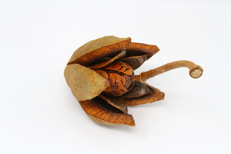 5,966 Mahogany Tree Stock Photos - Free & Royalty-Free Stock Photos ...