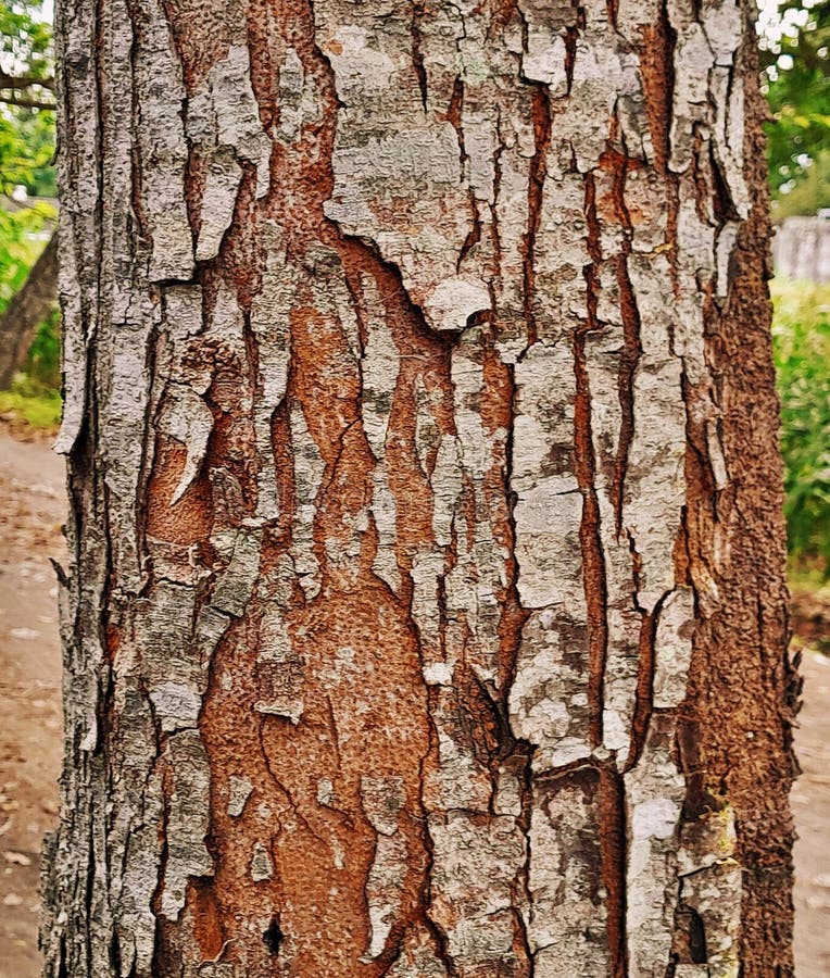 Mahogany Tree Trunk stock photo. Image of tree, rough - 289075666